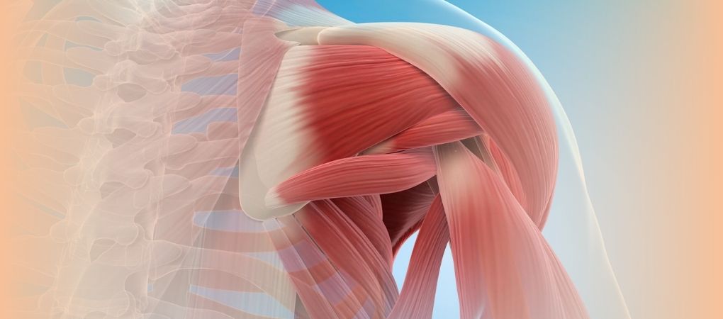 Condizioni patologiche della spalla - Osteopedia - il portale mondiale ...